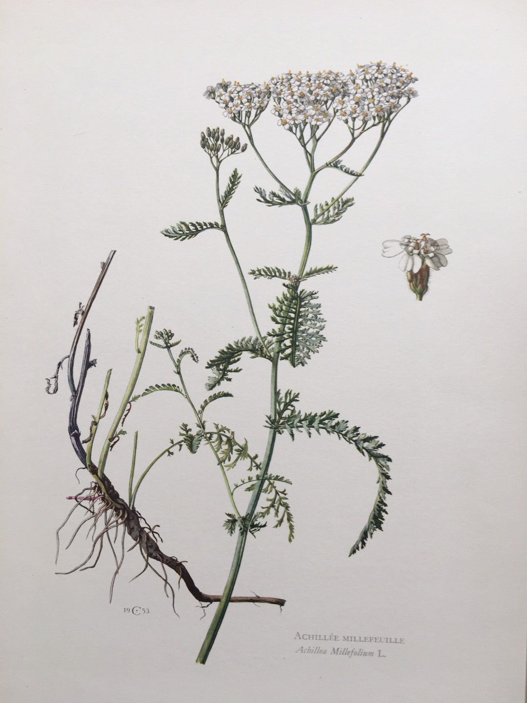 1960 YARROW Print Botanical Print Flower Painting Flower Wall Art ...