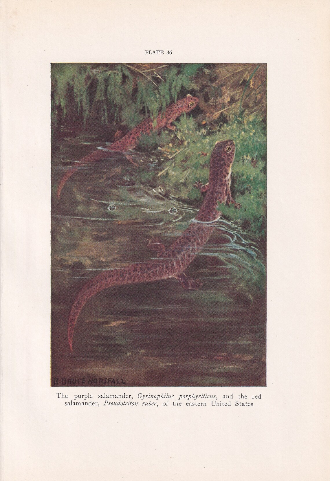 1934 SALAMANDER Print - Original Vintage Print - Salamander Wall Art ...