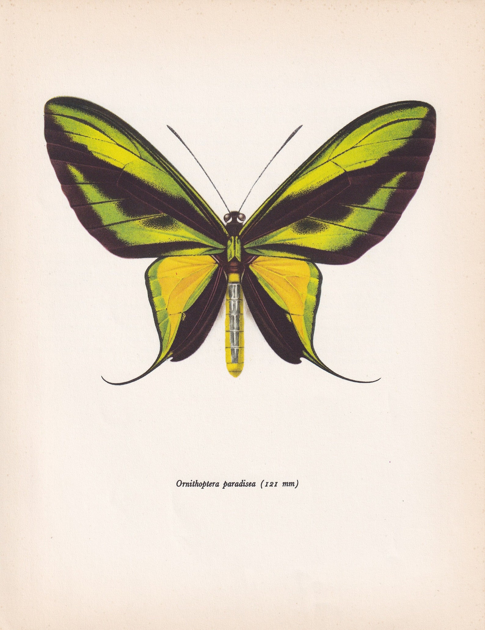1963 PARADISE BIRDWING BUTTERFLY Print Vintage Butterfly Art - Etsy