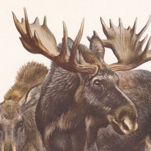 1960 MOOSE Print - Vintage Animal Print - Animal Illustration - Animal ...