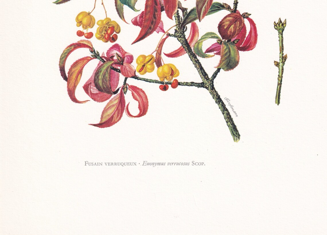 1960 SPINDLE Tree Print - Botanical Print - Botanical Illustration ...