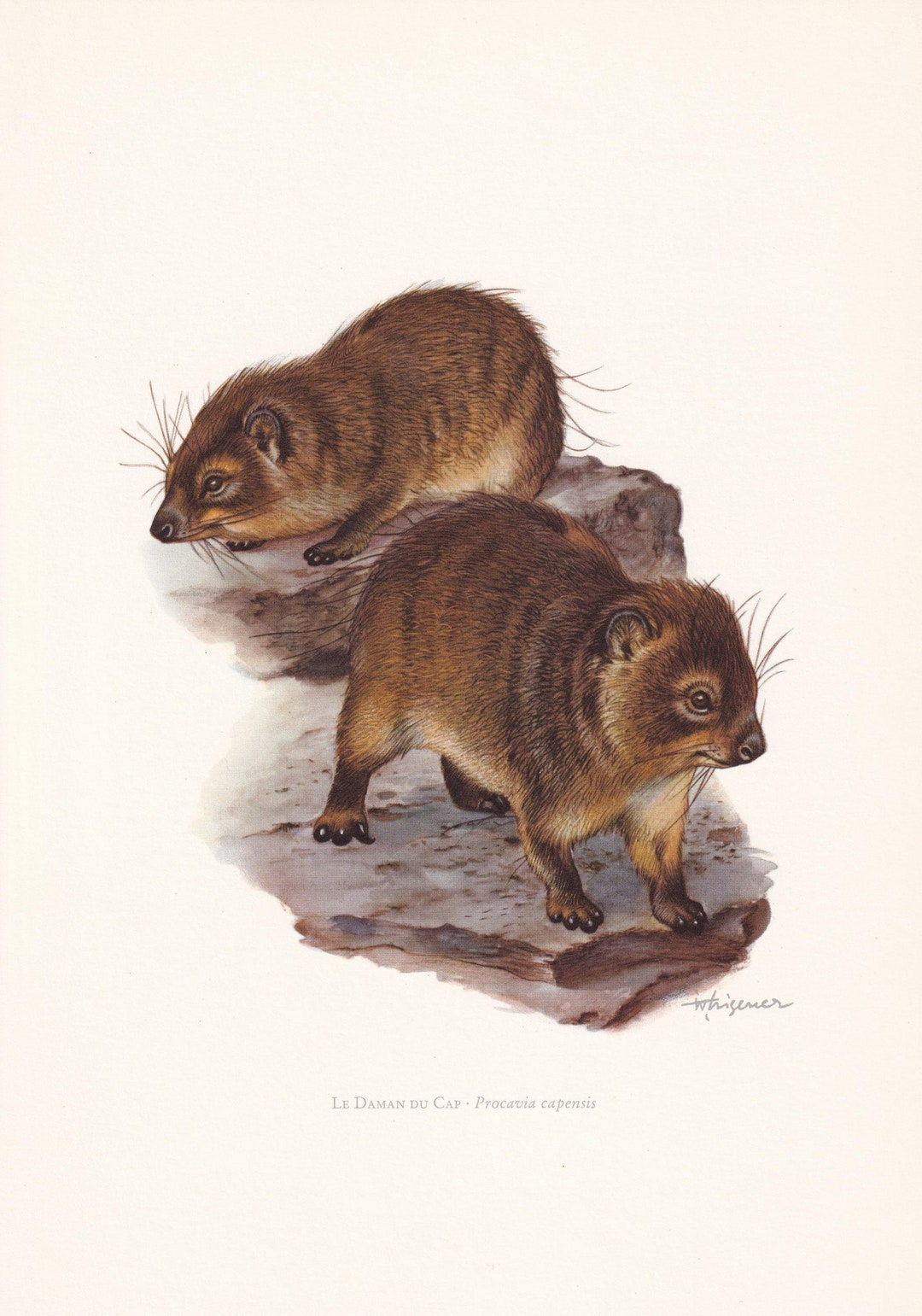 1960 ROCK HYRAX Print Vintage Animal Print Animal Illustration Animal ...