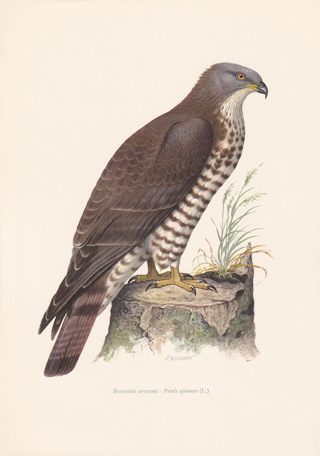 1960 HONEY BUZZARD Bird Print - Vintage Bird Print - Bird Illustration ...