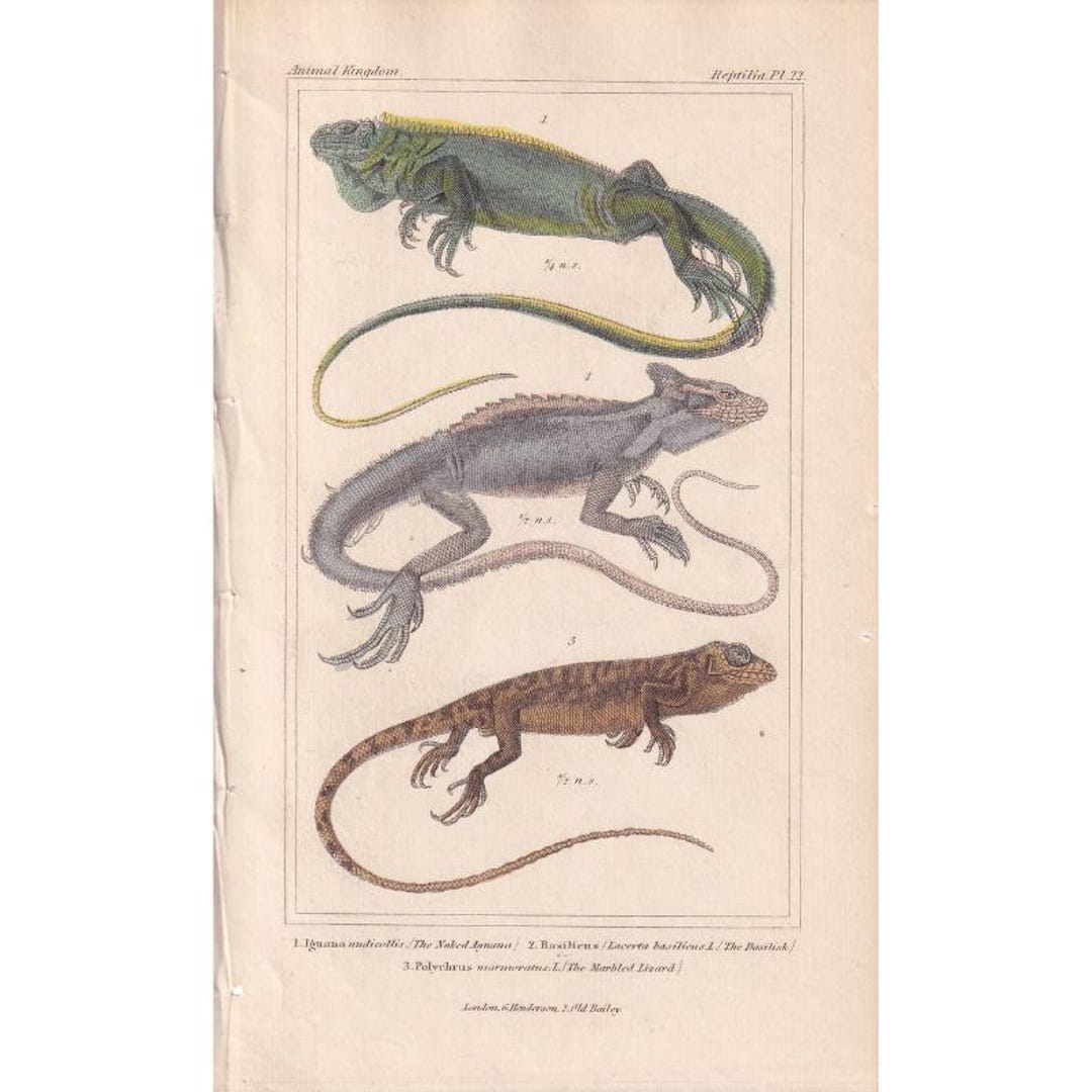 Original 1834 IGUANA, BASILISK, & Marbled Lizard Print - Hand-coloured ...