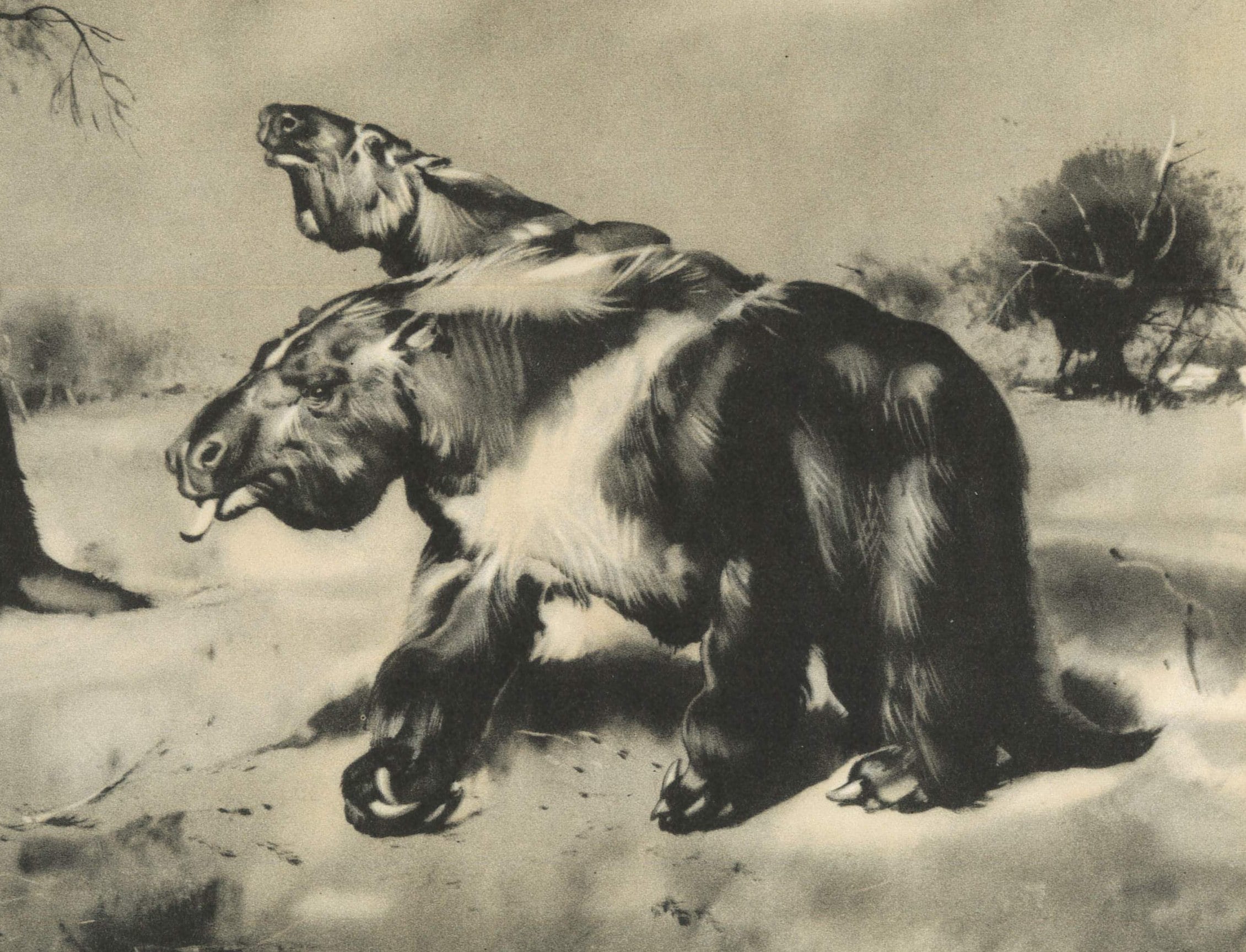 Large 1960 GIANT SLOTH (MEGATHERIUM) Print - Prehistoric Animals Print ...