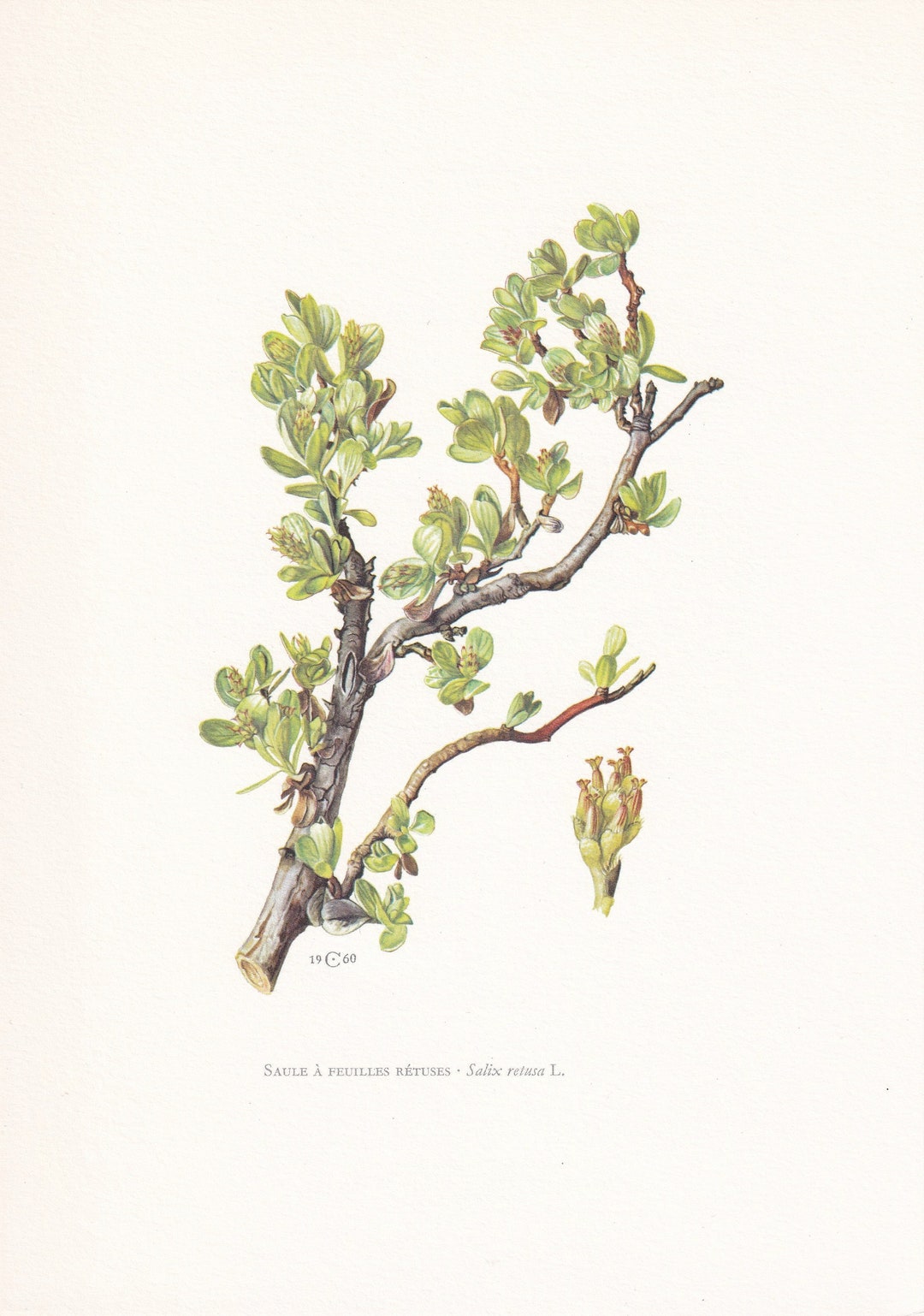 1960 RETUSE-LEAVED WILLOW Print - Botanical Print - Tree Illustration ...