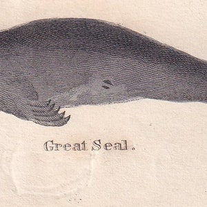 1842 SPIDER MONKEY & SEAL Print - Hand Coloured - Animal Wall Art ...