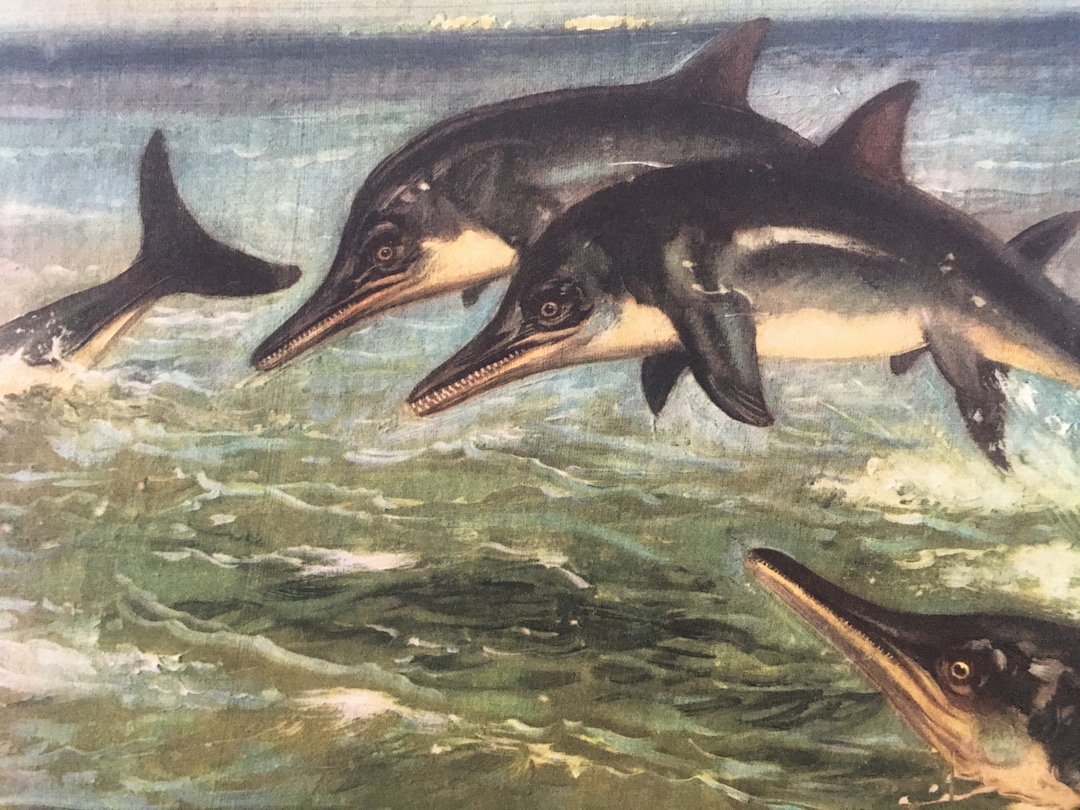 1960 ICHTHYOSAUR STENOPTERYGIUS Print Prehistoric Animals - Etsy