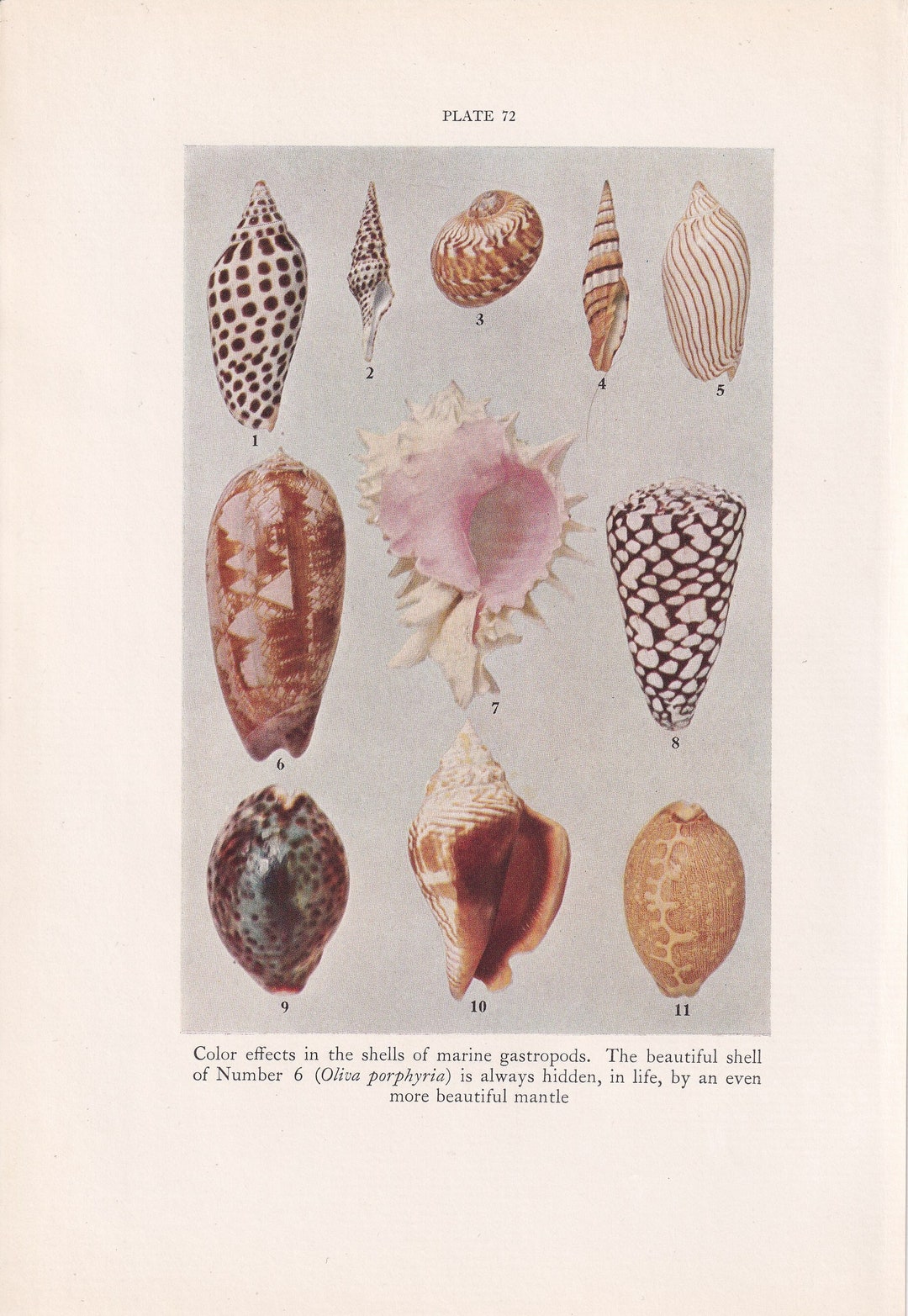 1934 SHELLS Print Original Vintage Print Shells Decor Shell Wall Art 89 ...