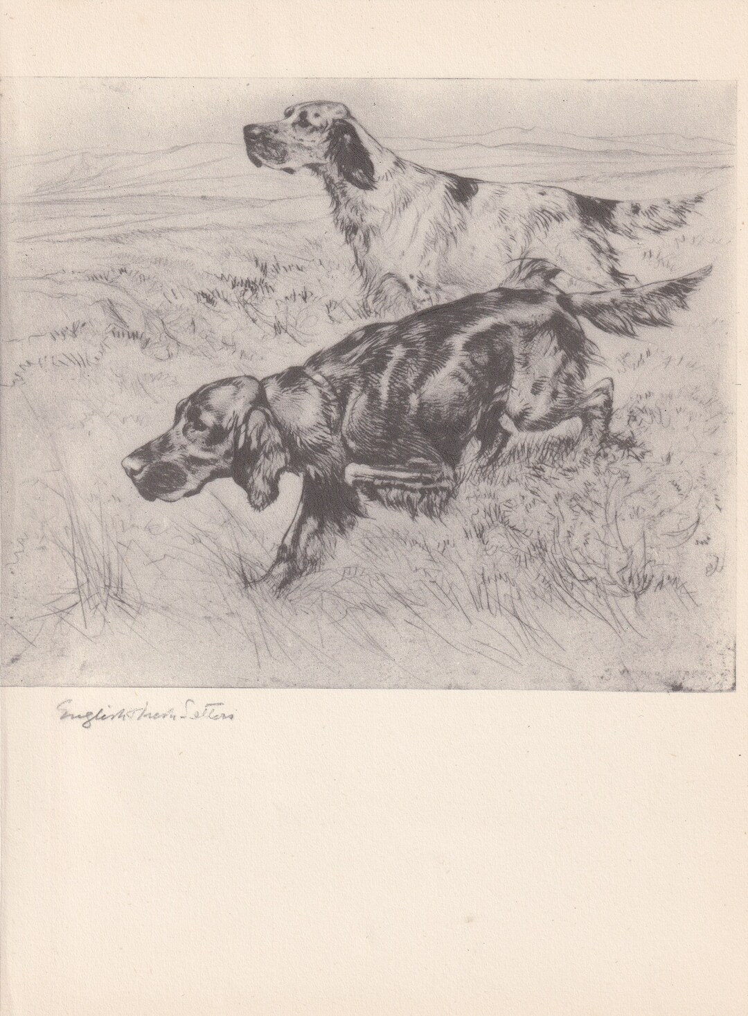 1938 ENGLISH & IRISH SETTER Print - Original Antique Dog Print - Vernon ...