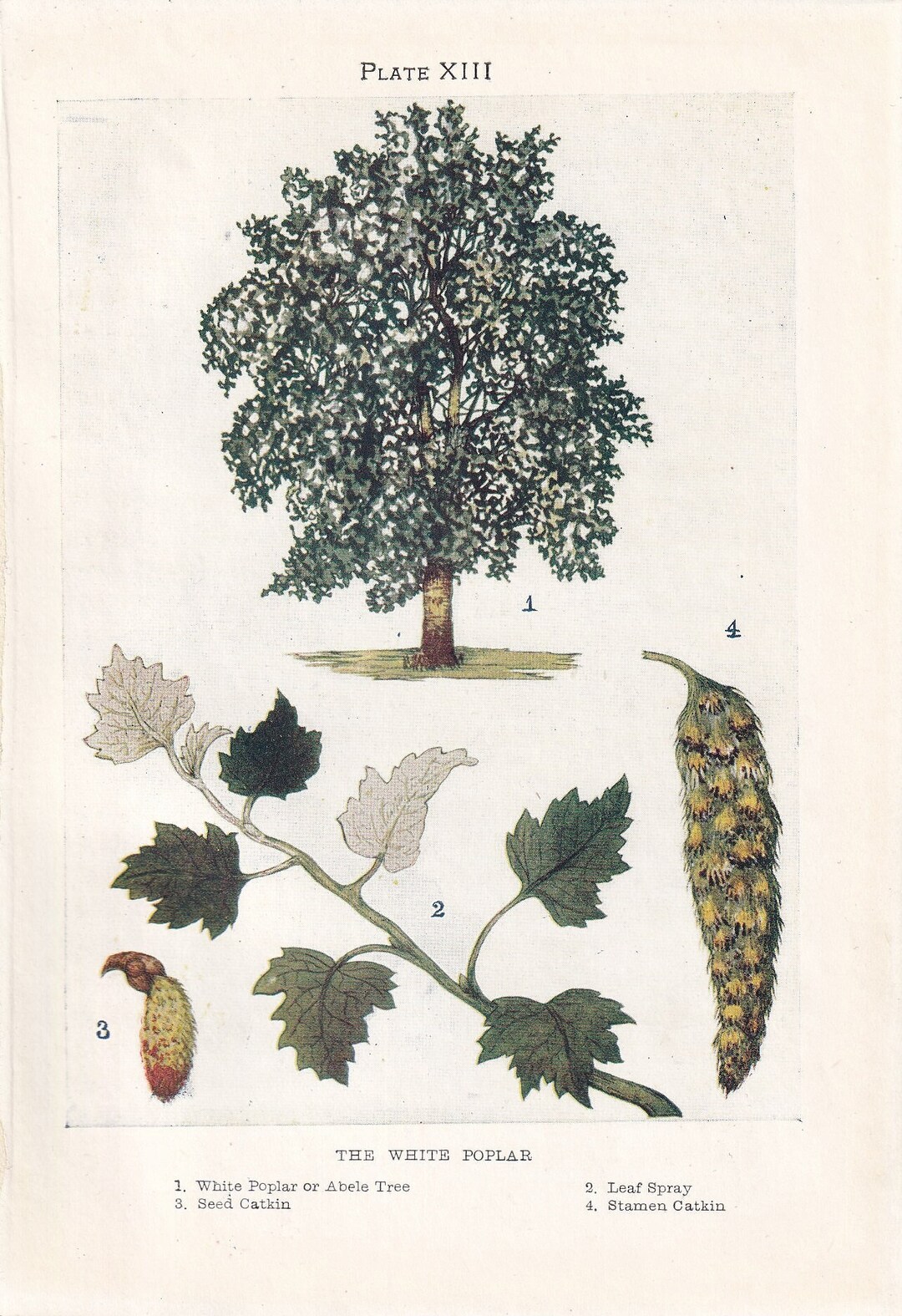 1910 WHITE POPLAR TREE Print - Original Antique Tree Print - Tree Wall ...