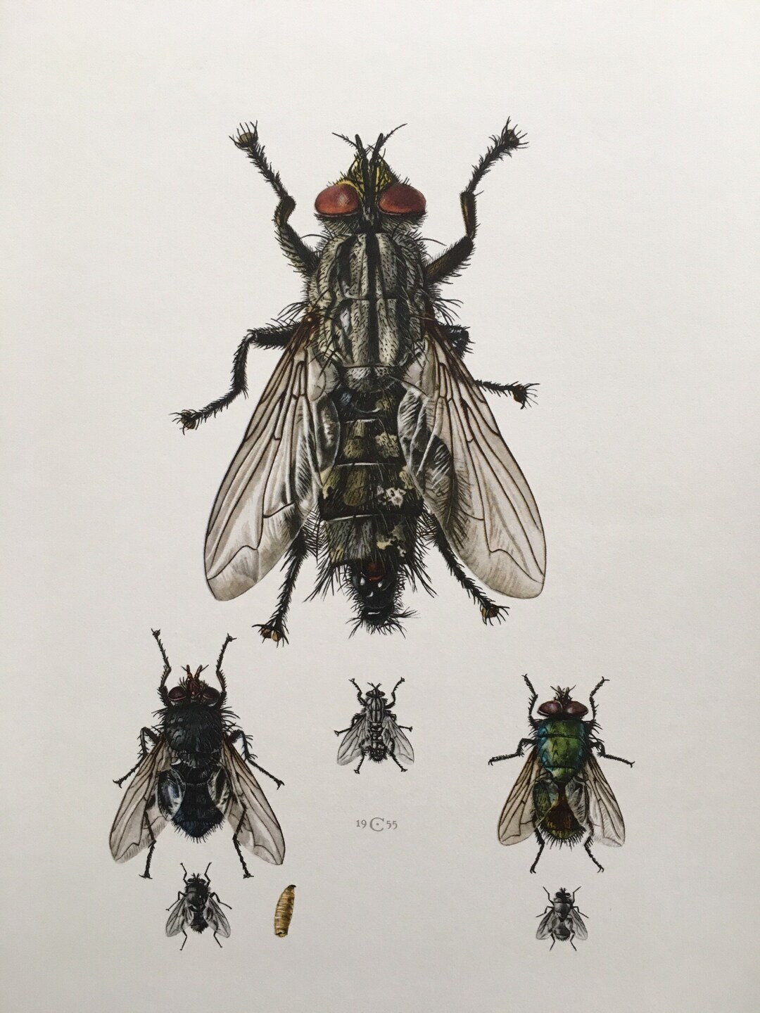 1960 FLESH FLY Print Vintage Insect Print Insect Wall Art - Etsy