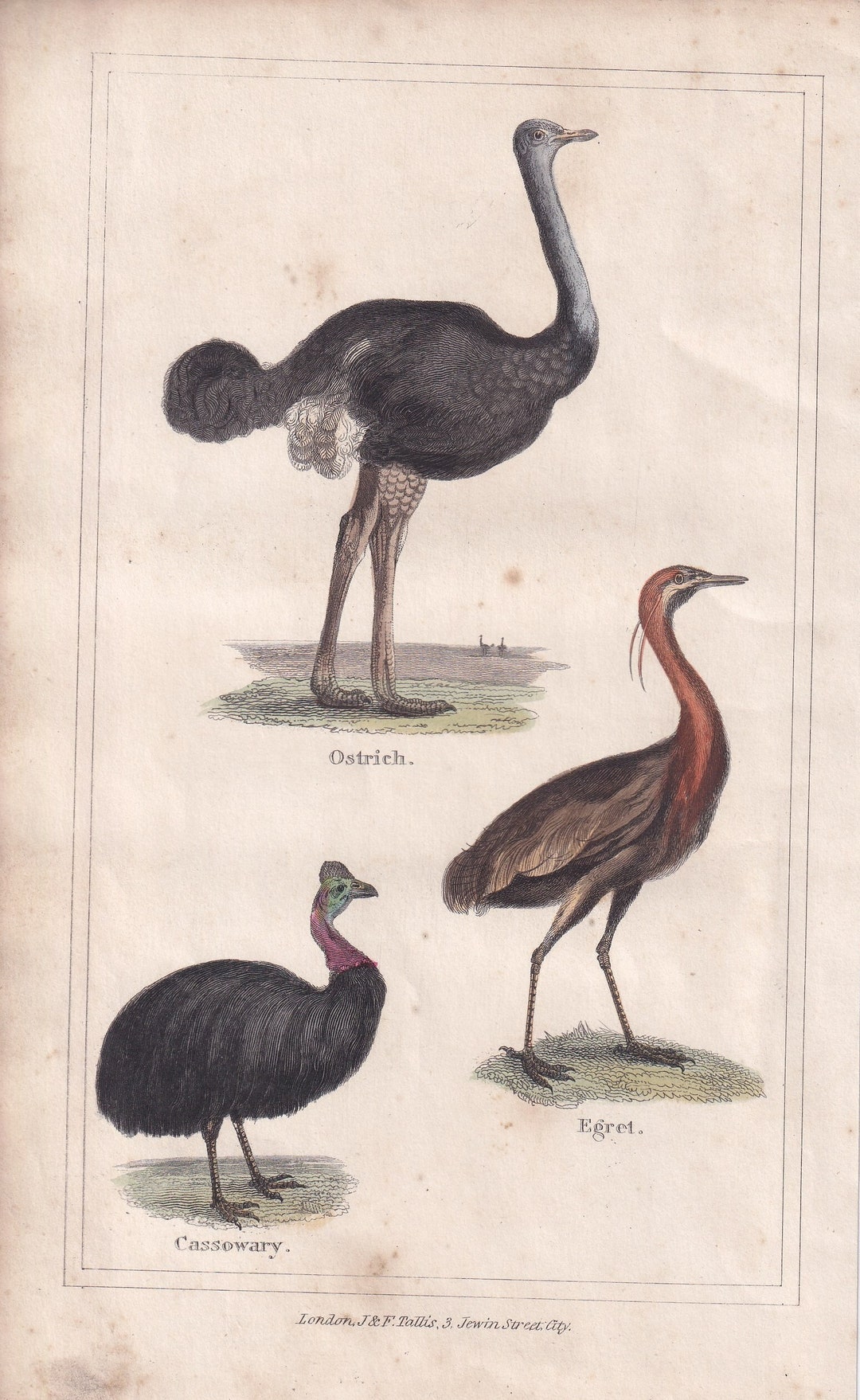 1842 OSTRICH, EGRET, & CASSOWARY Print - Hand Coloured - Animal Wall ...