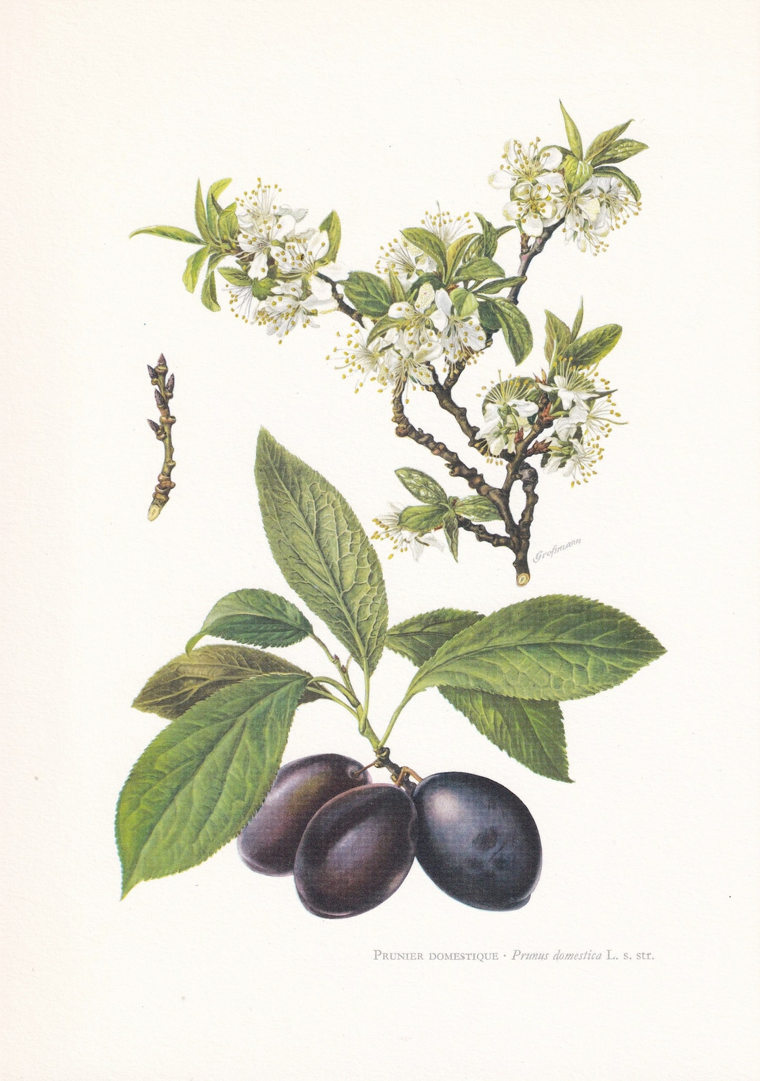 1960 COMMON PLUM TREE Print - Botanical Print - Botanical Illustration ...