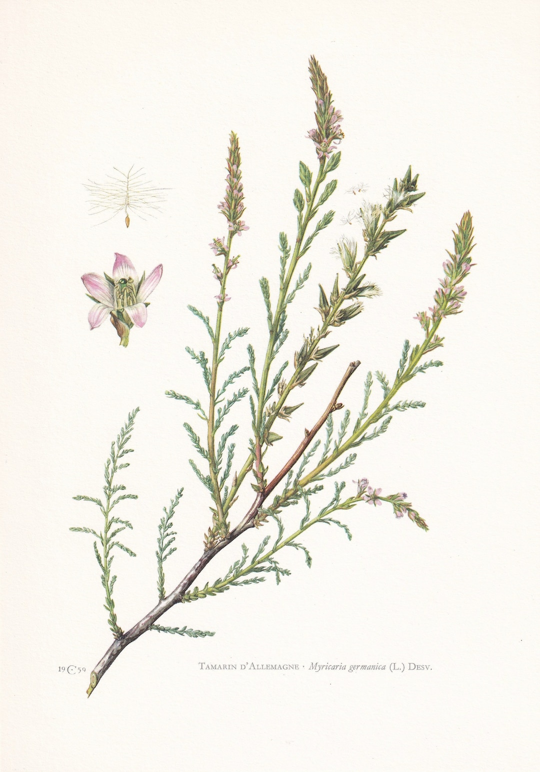 1960 GERMAN TAMARISK Print - Botanical Print - Botanical Illustration ...