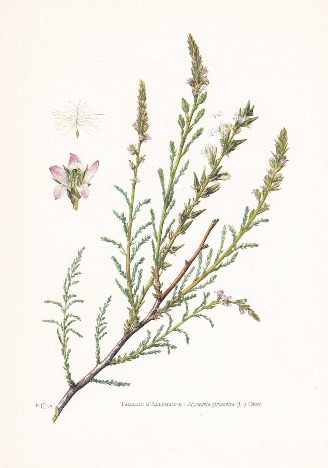 1960 GERMAN TAMARISK Print - Botanical Print - Botanical Illustration ...