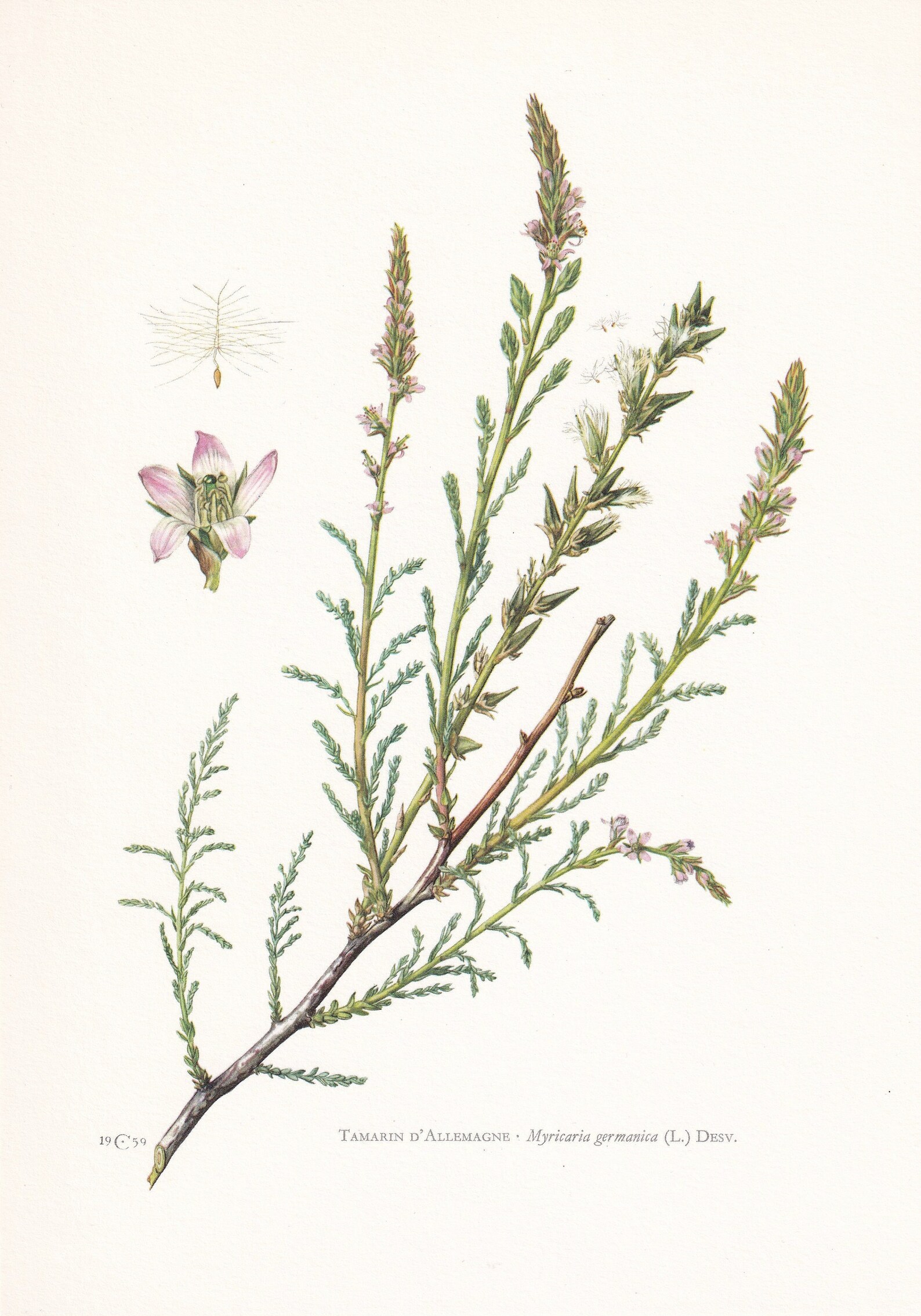 1960 GERMAN TAMARISK Print - Botanical Print - Botanical Illustration ...