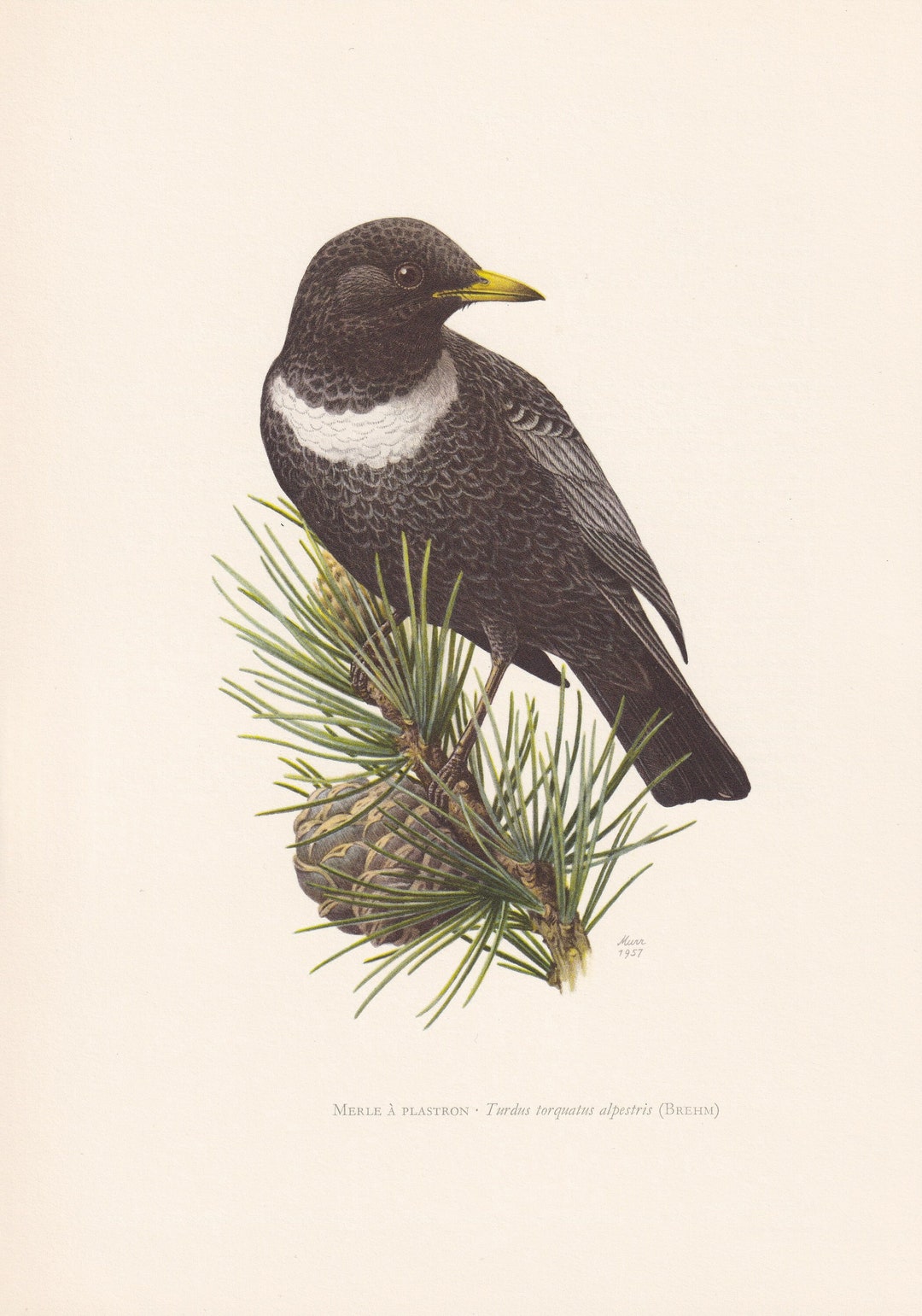 1960 RING OUZEL Bird Print - Vintage Bird Print - Bird Illustration ...