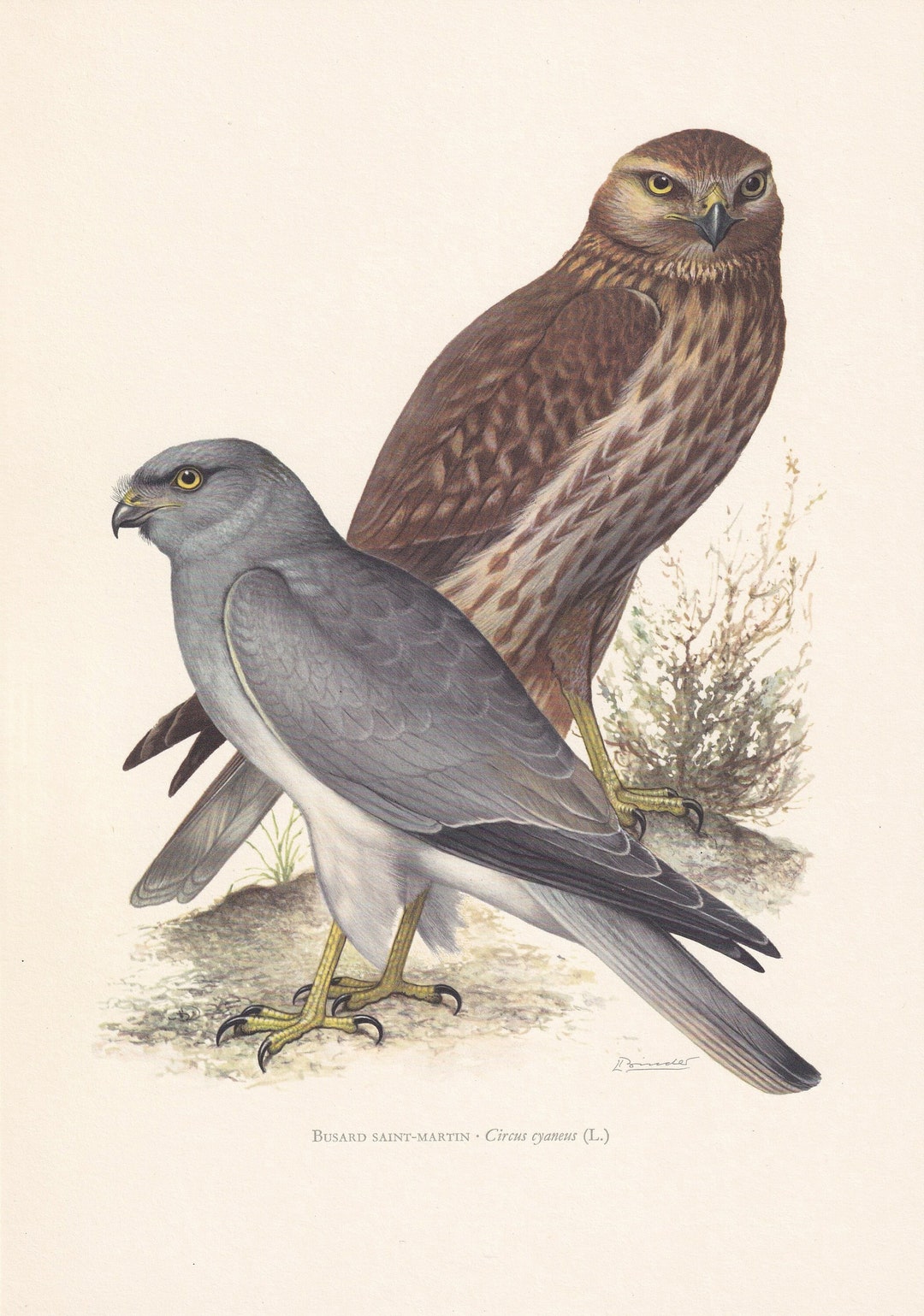 1960 HEN HARRIER Bird Print - Vintage Bird Print - Bird Illustration ...