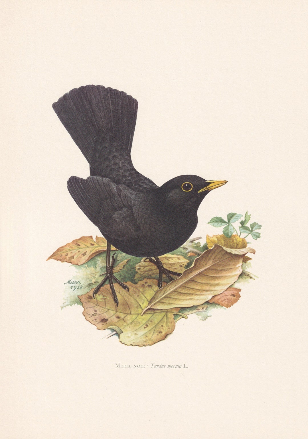 1960 COMMON BLACKBIRD Bird Print - Vintage Bird Print - Bird ...