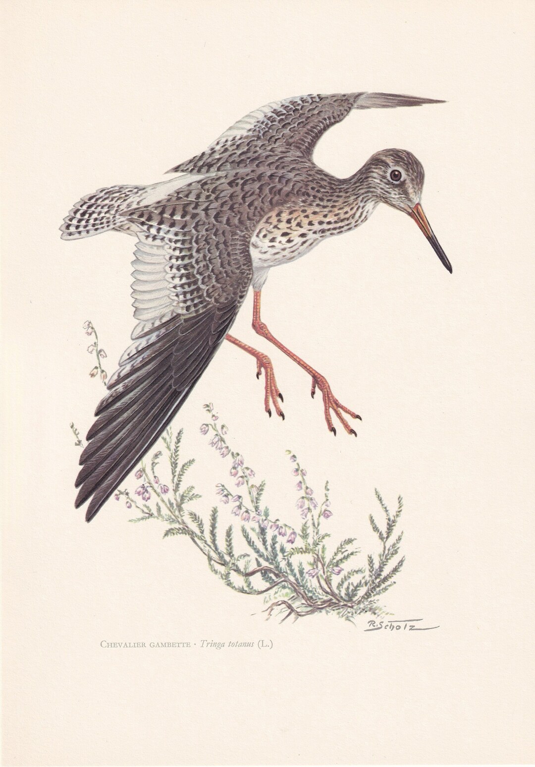 1960 COMMON REDSHANK Bird Print - Vintage Bird Print - Bird ...