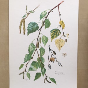 1960 SILVER BIRCH Print Botanical Print Tree Illustration Tree Wall Art ...