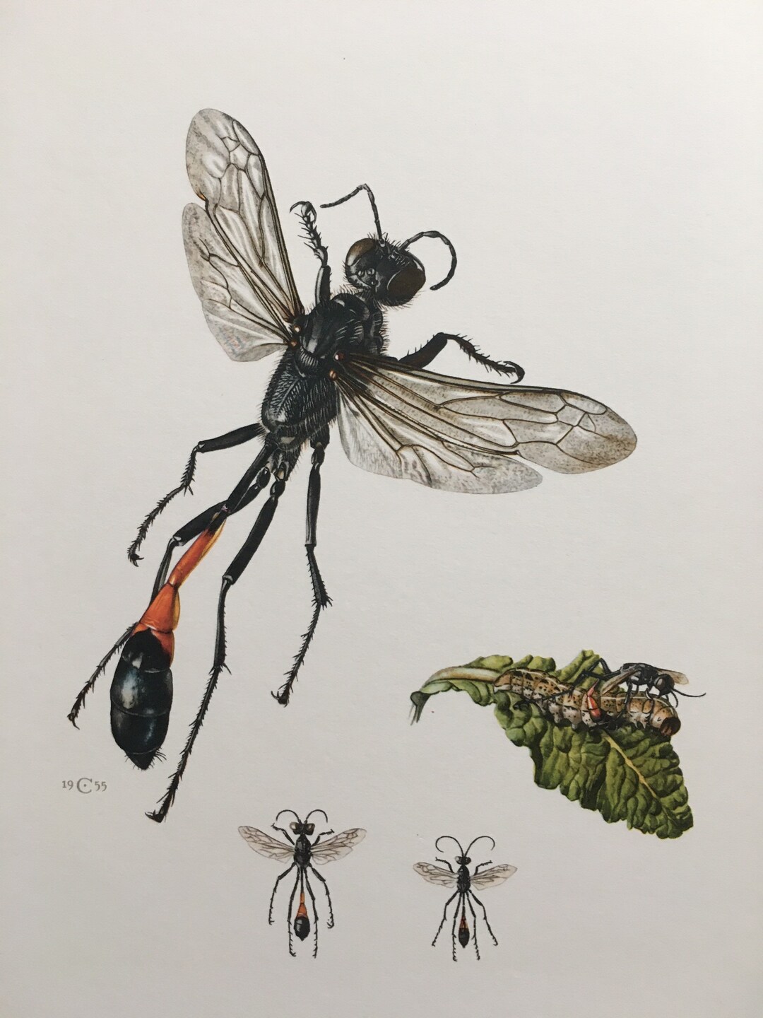 1960 Red-banded SAND WASP Print Vintage Insect Print Bugs - Etsy