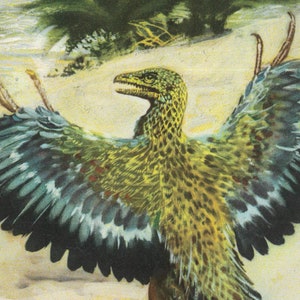 1960 ARCHAEOPTERYX DINOSAUR Print - Prehistoric Animals Print ...