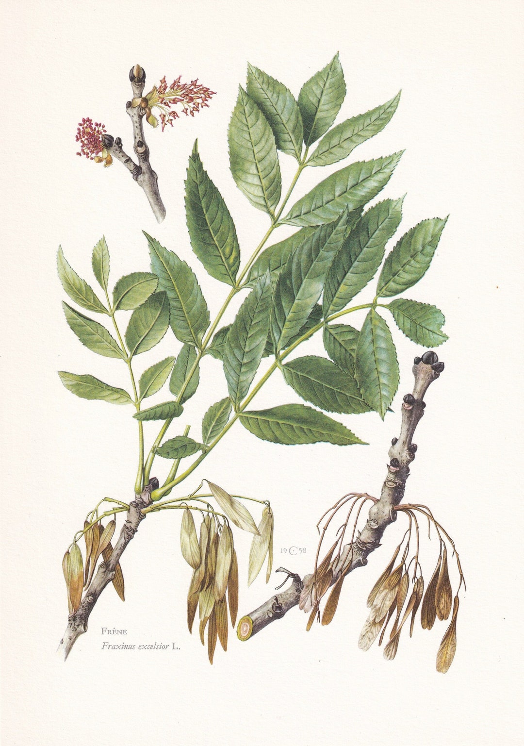 1960 ASH TREE Print - Botanical Print - Botanical Illustration - Tree ...