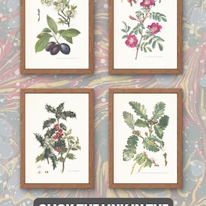 1974 BURNING BUSH Print - Botanical Print - Flower Illustration - Plant ...