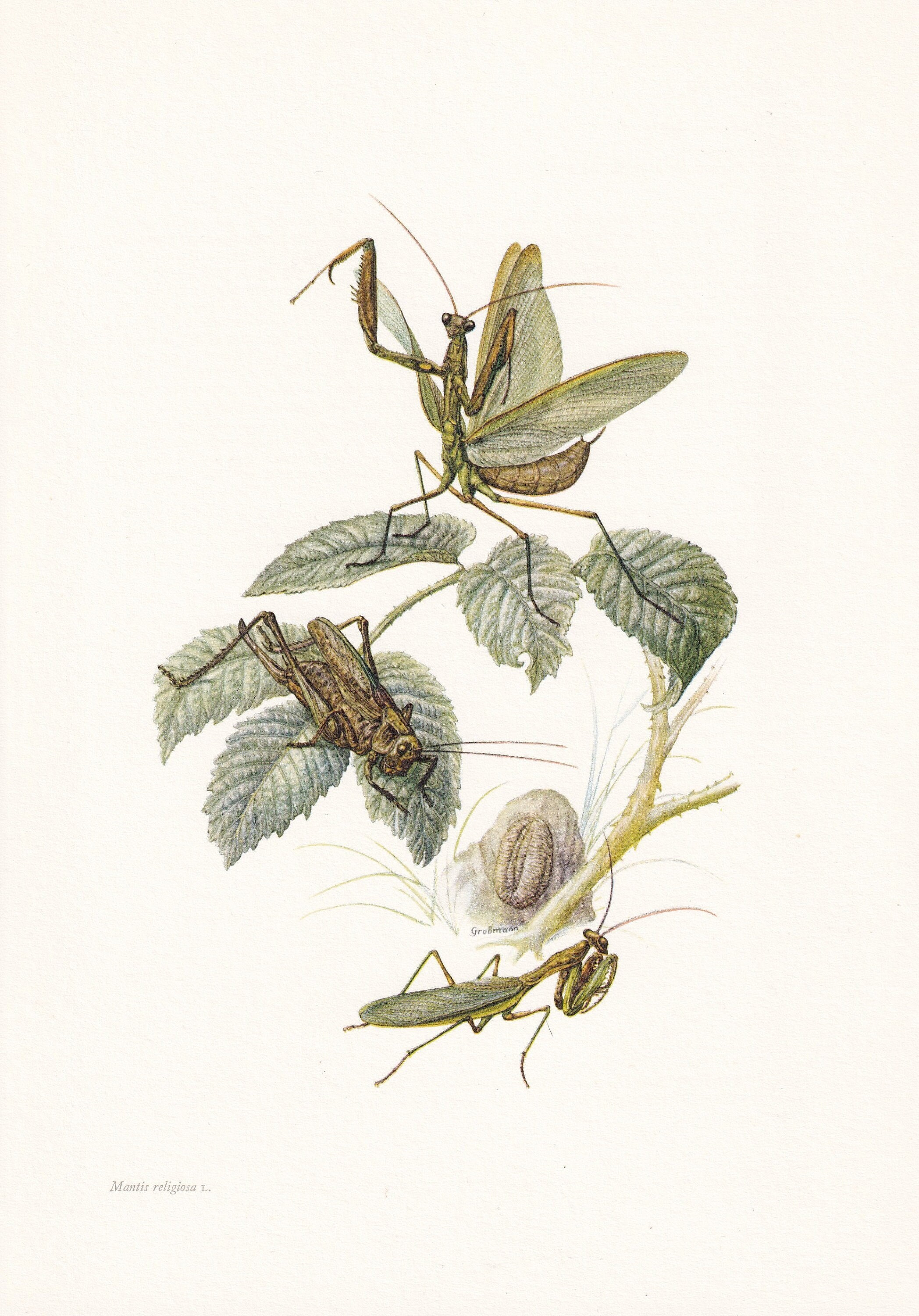 1960 EUROPEAN MANTIS Print - Vintage Insect Print - Bugs Illustration ...