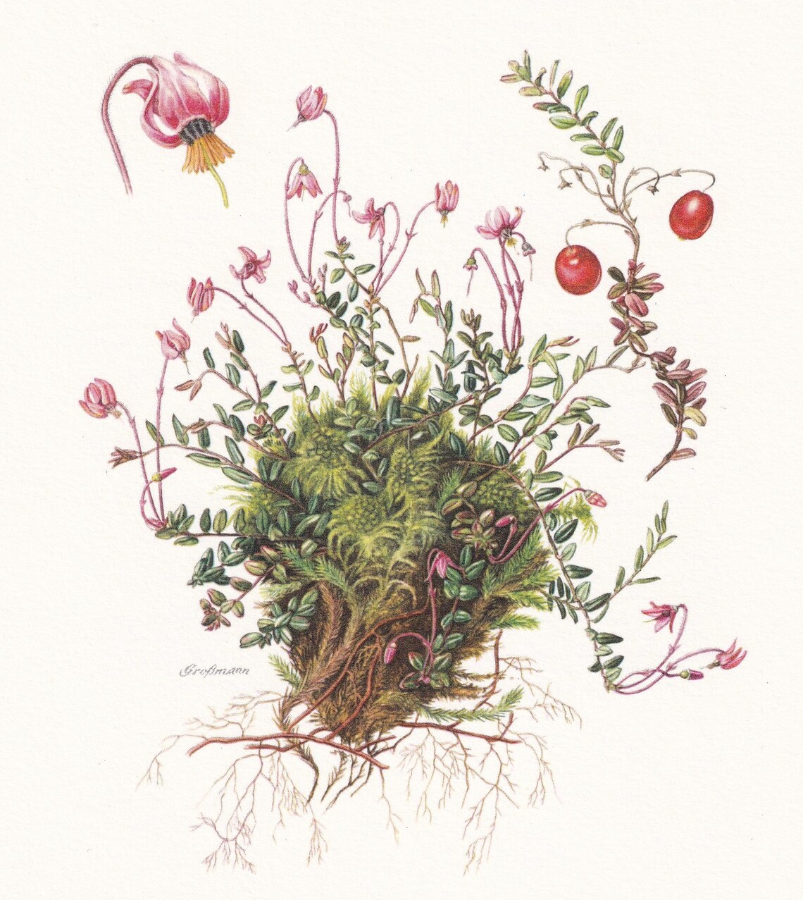 1960 CRANBERRY Print - Botanical Print - Botanical Illustration - Plant ...