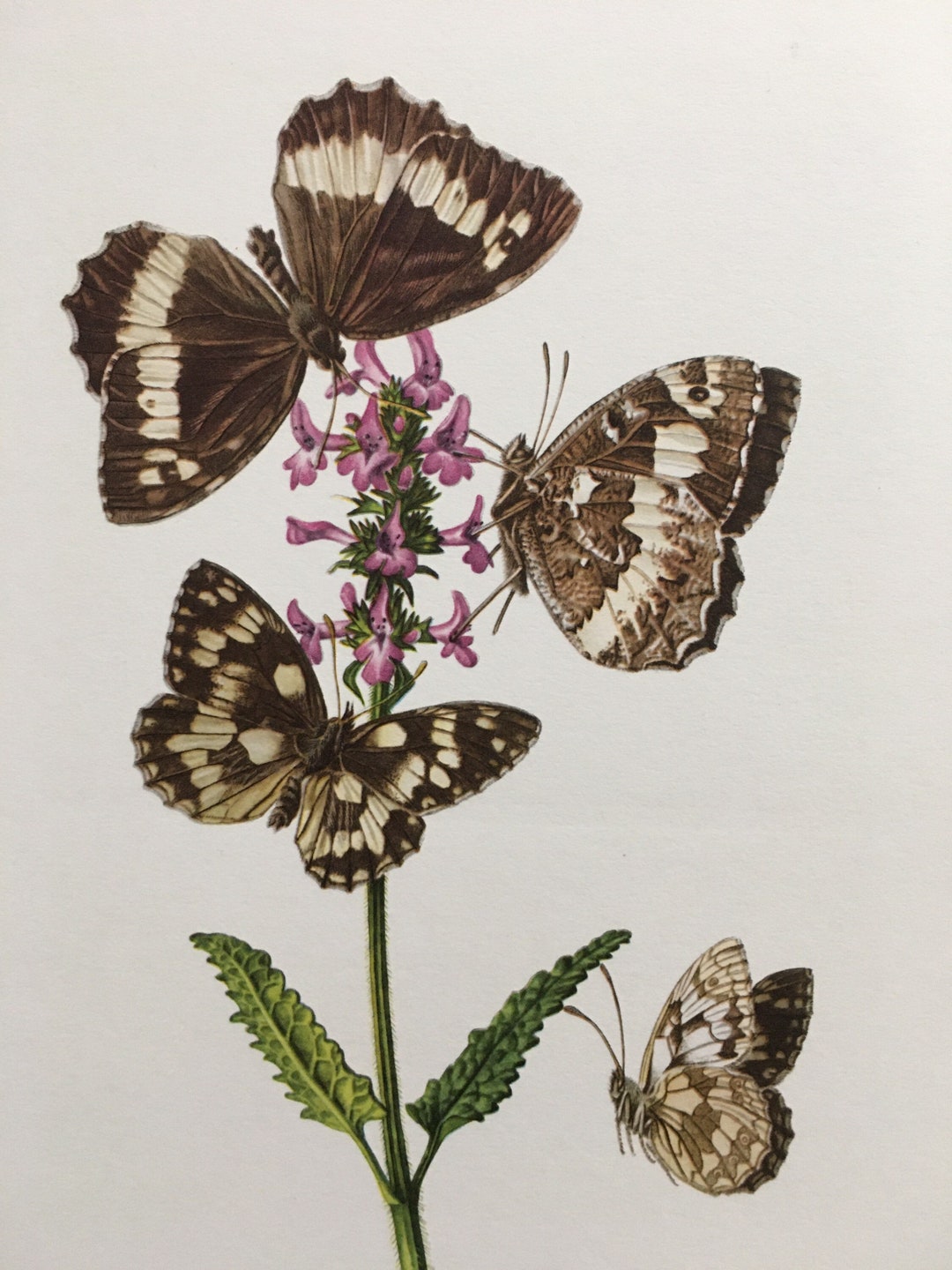 1960 BRUSH-FOOTED BUTTERFLIES Print Vintage Insect Print Brintesia ...