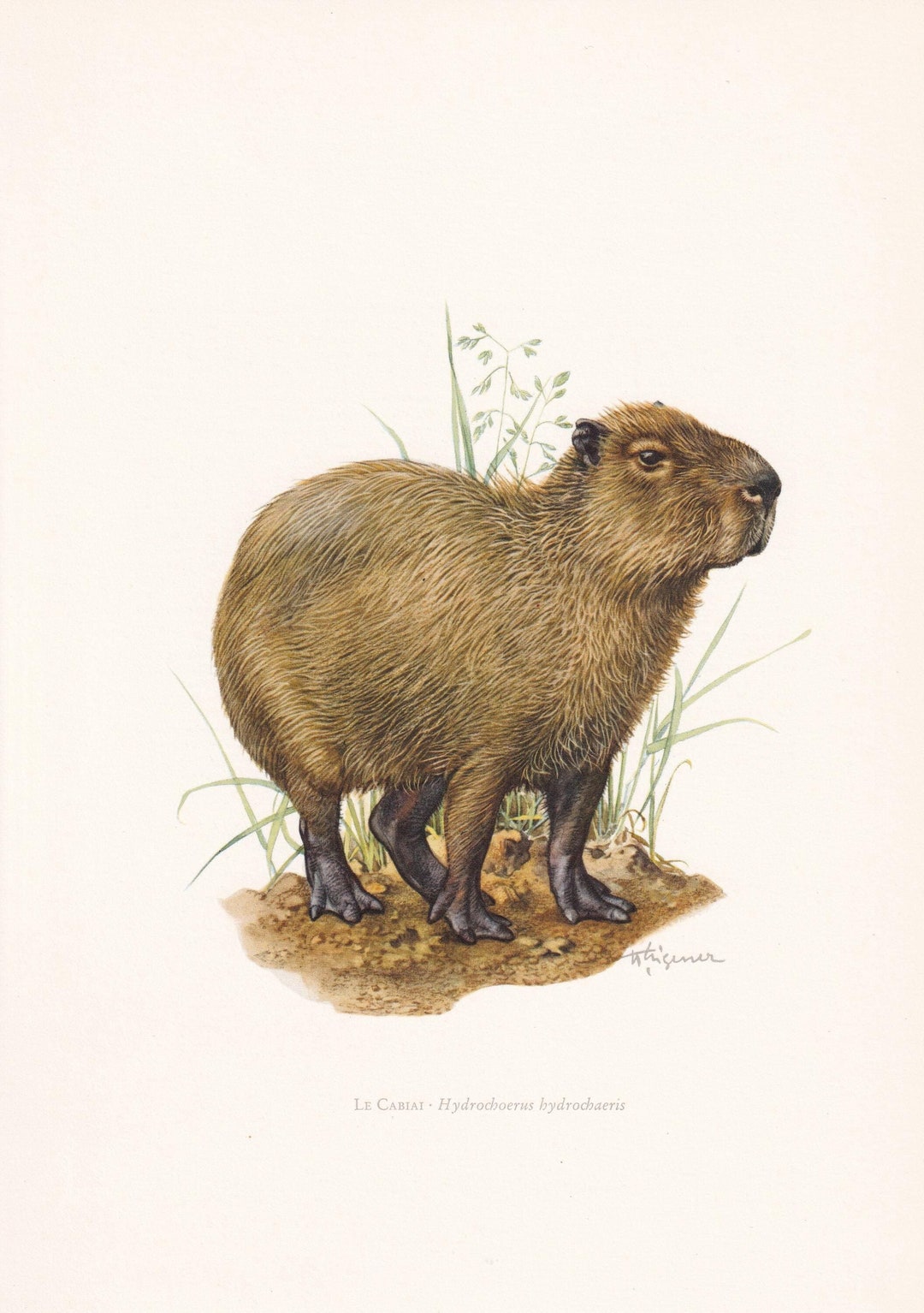 1960 CAPYBARA Print - Vintage Animal Print - Animal Illustration ...