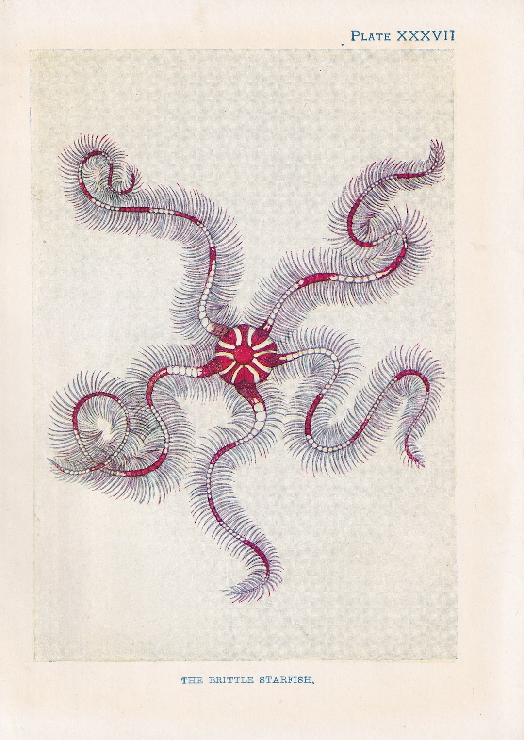 1907 BRITTLE STARFISH Print - Original Antique Fish Print - Sea Life ...