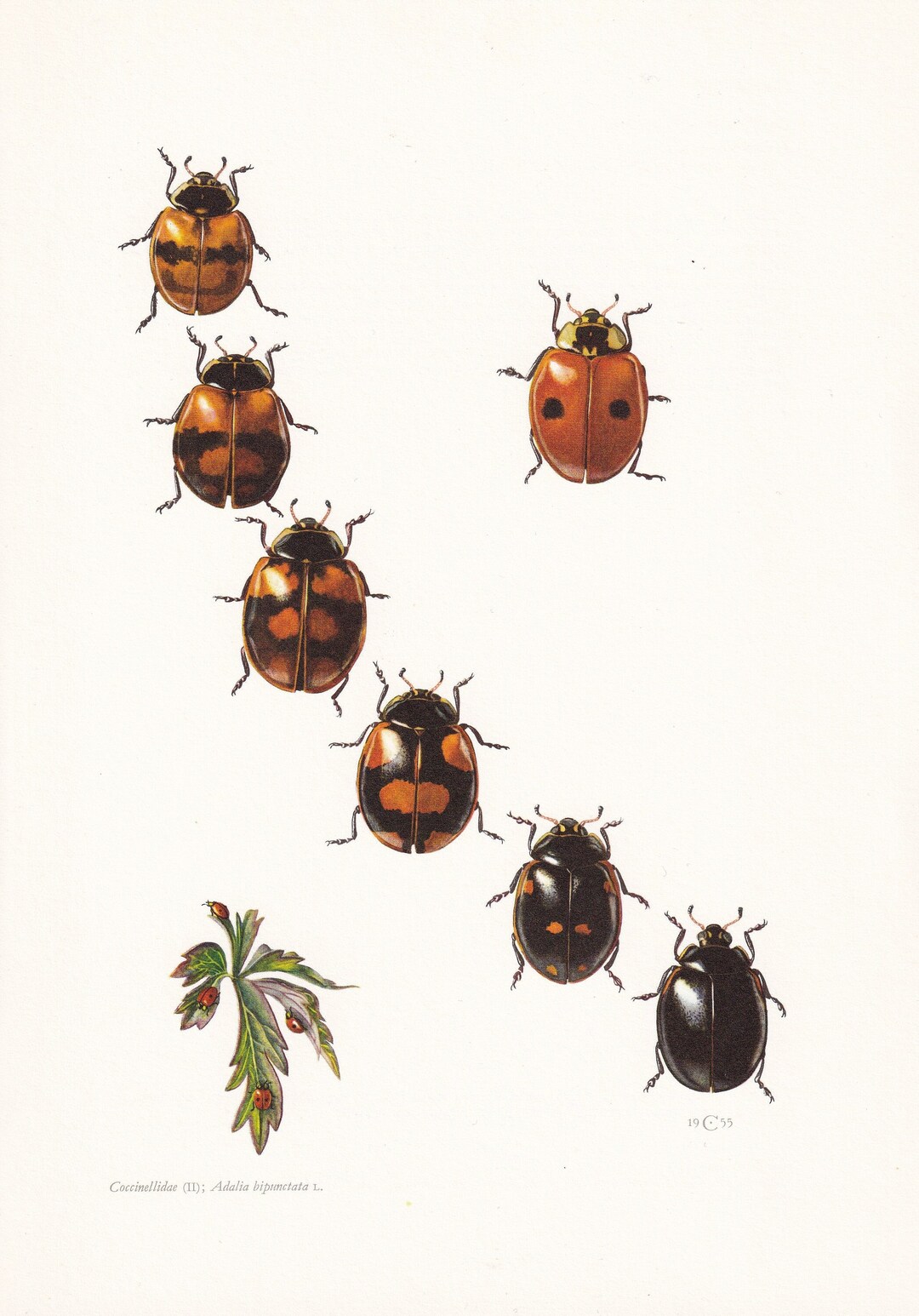 1960 TWO-SPOT LADYBIRD Print Vintage Insect Print Bugs Illustration ...