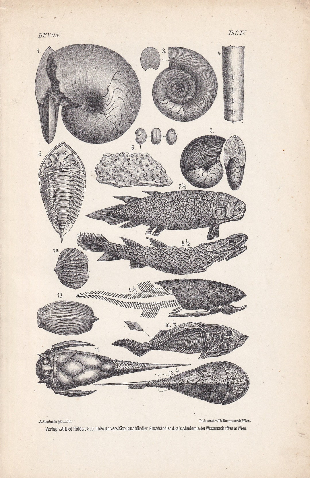 1900 AMMONITE & FISH FOSSILS Print - Antique Fossil Print - Devonian ...