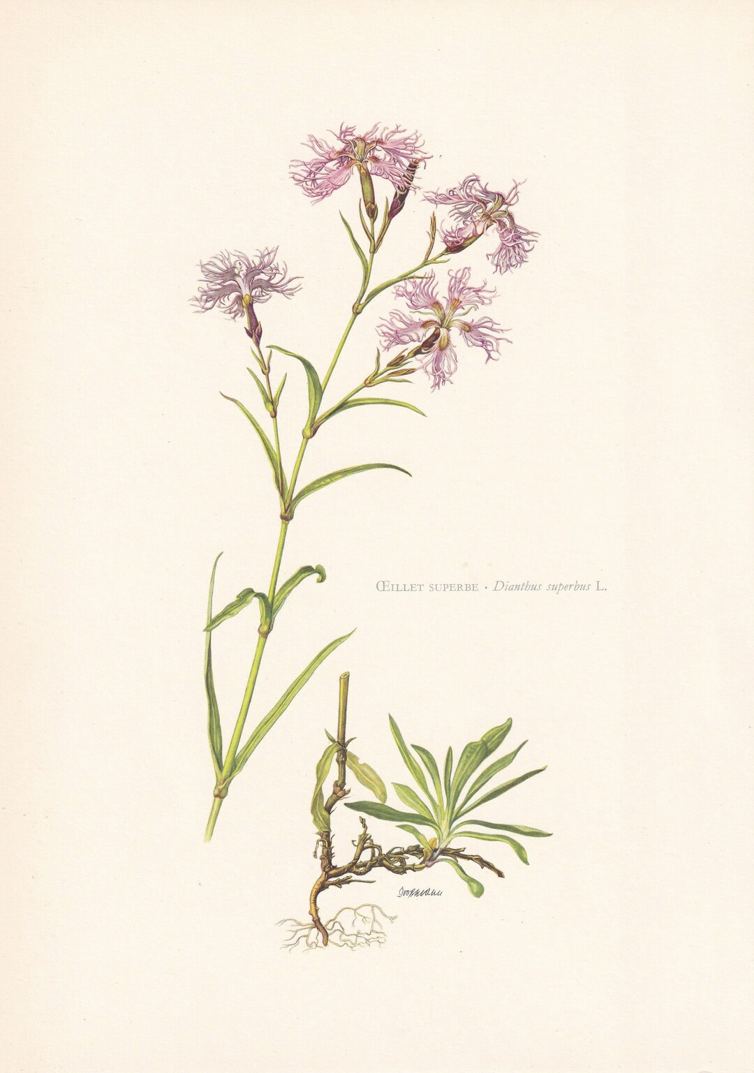1960 FRINGED PINK Print - Botanical Print - Flower Print - Flower Wall ...