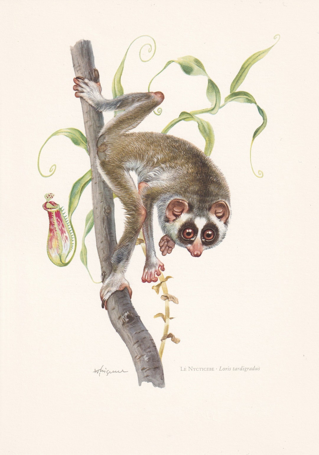 1960 RED SLENDER LORIS Print - Vintage Animal Print - Animal ...