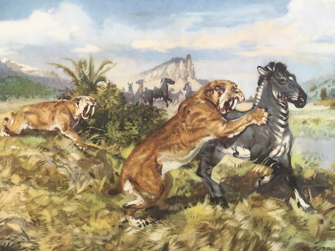 1960 MACHAIRODUS Print Prehistoric Animals Print Paleoart Sabre-toothed ...