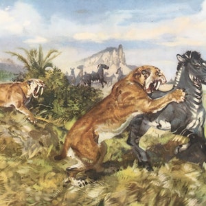 1960 MACHAIRODUS Print Prehistoric Animals Print Paleoart Sabre-toothed ...