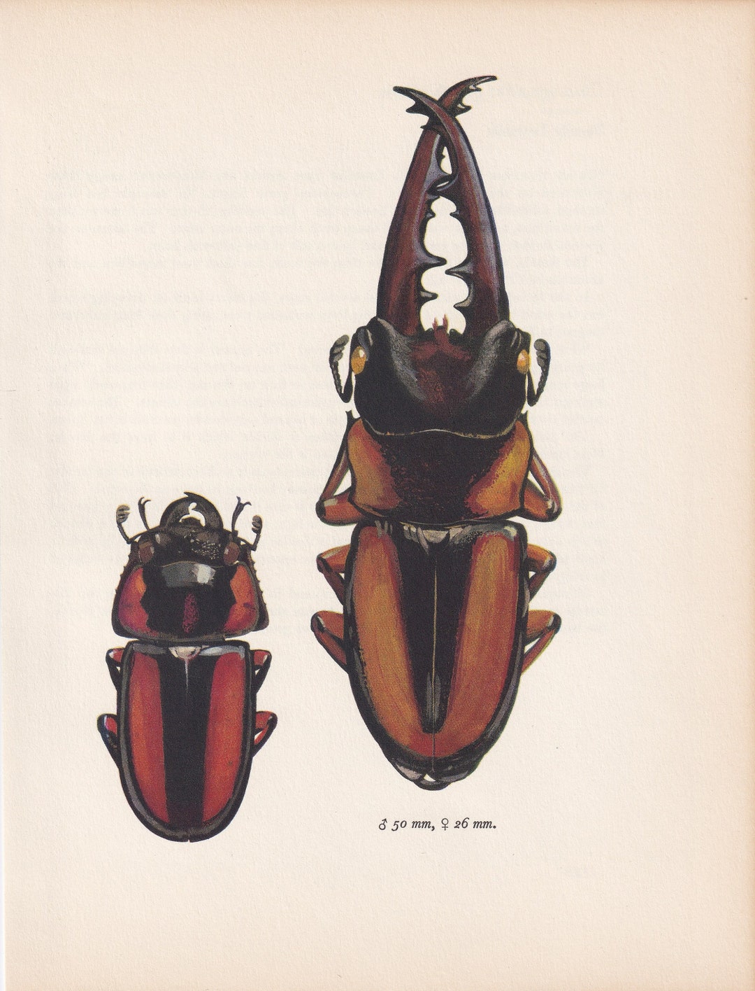 1964 STAG BEETLE Print - Vintage Beetle Art - Insect Print - Entomology ...