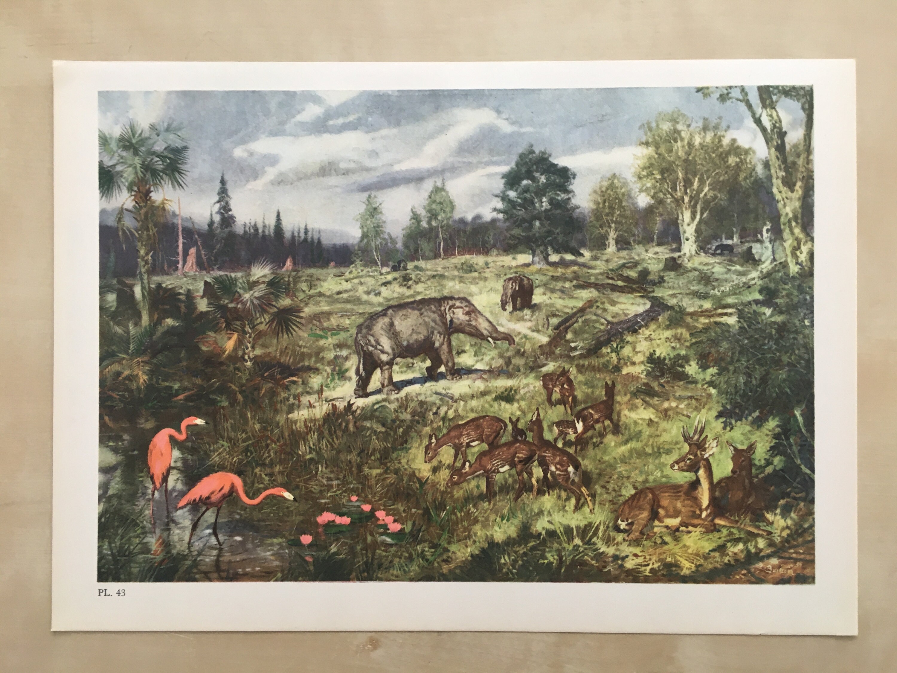 1960 MIOCENE EPOCH Print Prehistoric Animals Print - Etsy