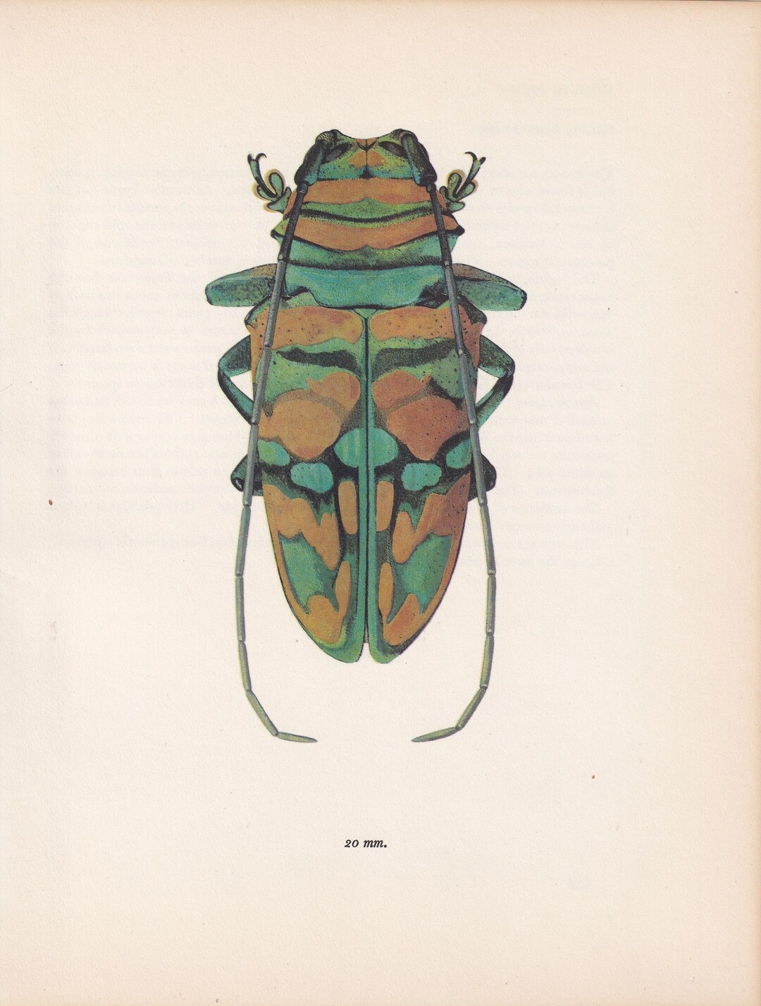 1964 STERNOTOMIS BEETLE Print - Vintage Beetle Art - Insect Print ...
