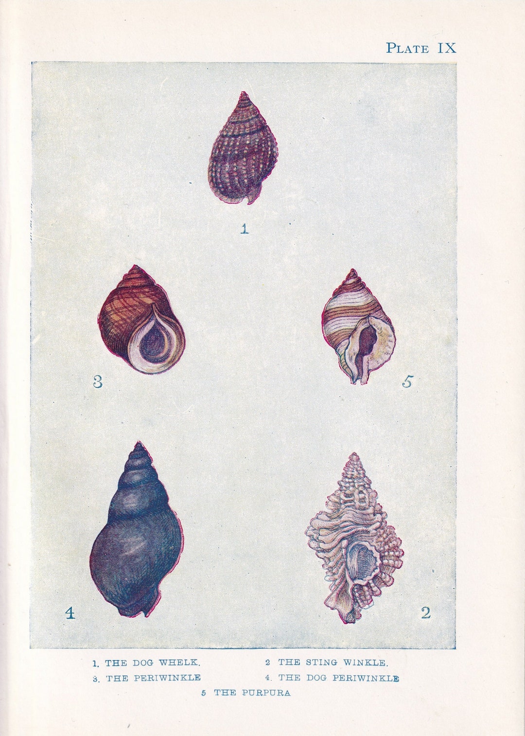 1907 SHELLS: WHELK & PERIWINKLE Print - Original Antique Marine Print ...