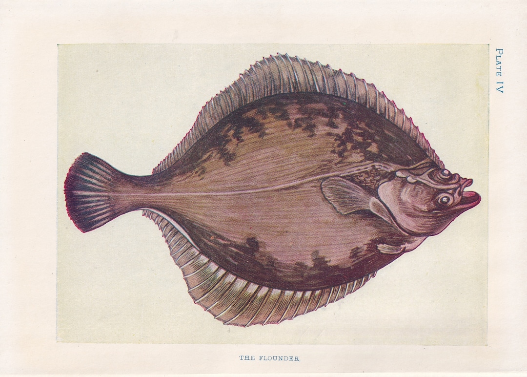 1907 FLOUNDER FISH Print - Original Antique Marine Print - Fish Wall ...