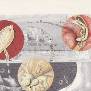 1971 FLUKE PARASITES Print - Original Vintage Biology Print - Parasite ...
