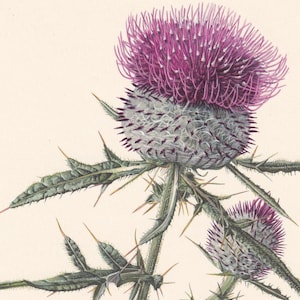 1960 WOOLY THISTLE Flower Print - Botanical Print - Botanical ...
