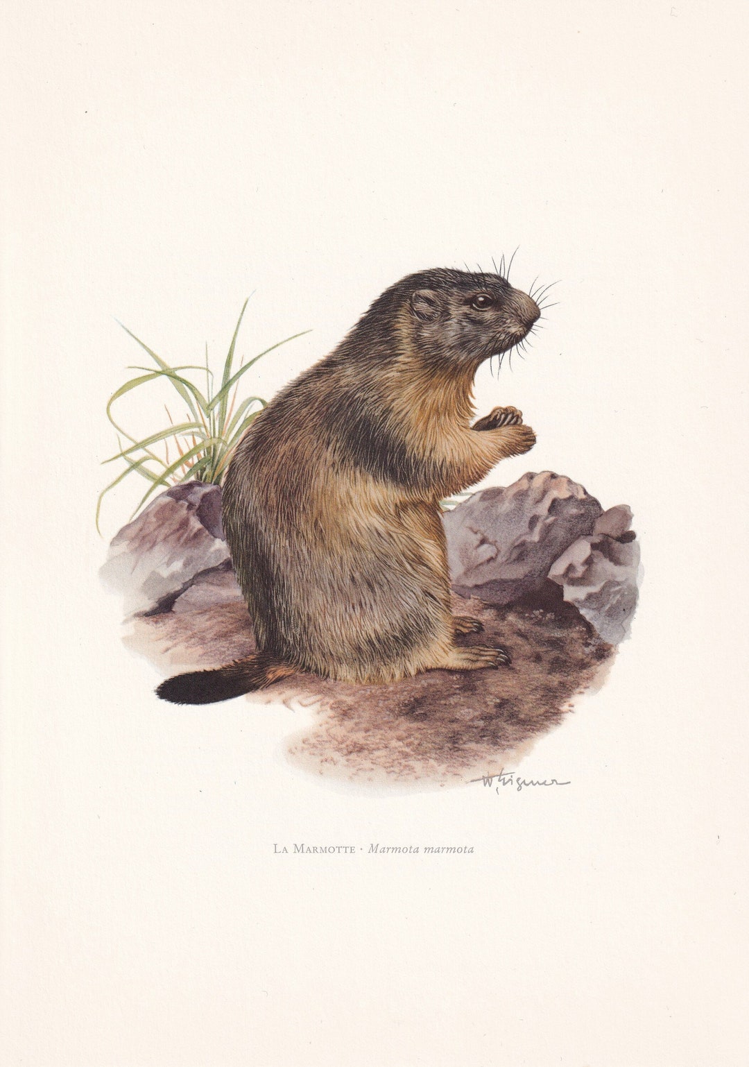 1960 ALPINE MARMOT Print - Vintage Animal Print - Animal Illustration ...
