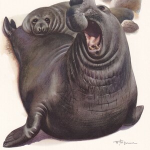 1960 SOUTHERN ELEPHANT SEAL Print - Vintage Animal Print - Animal ...